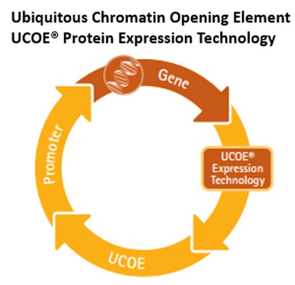 UCOE® Single Expression Puromycin Vector Set | UC0E01